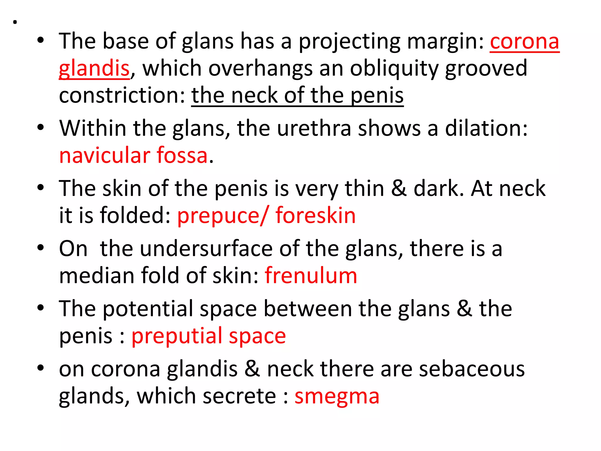 Male external genitalia | PPTX