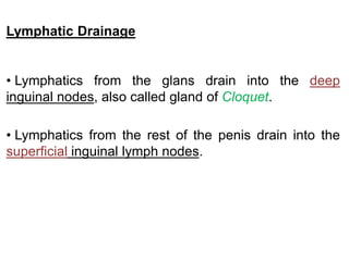 Male external genitalia | PPTX