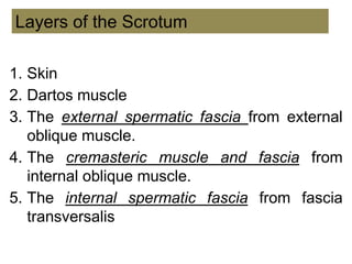 Male external genitalia | PPTX