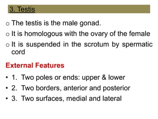 Male external genitalia | PPTX