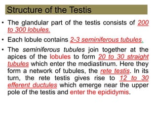 Male external genitalia | PPTX