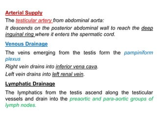 Male external genitalia | PPTX