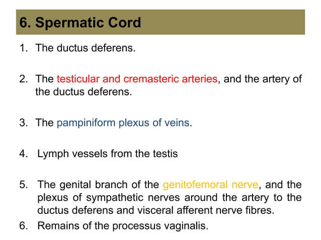 Male external genitalia | PPTX