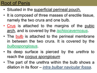 Male external genitalia | PPTX