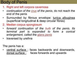 Male External Genitalia Pptx