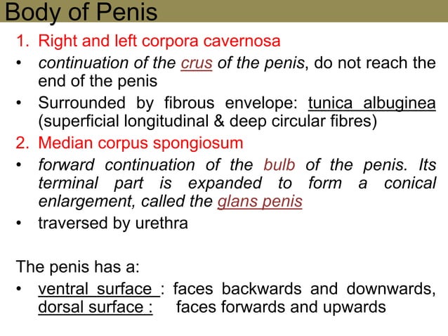 Male external genitalia | PPTX