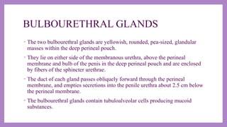 Anatomy and applied aspects of male external genitalia.pptx