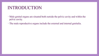 Anatomy and applied aspects of male external genitalia.pptx