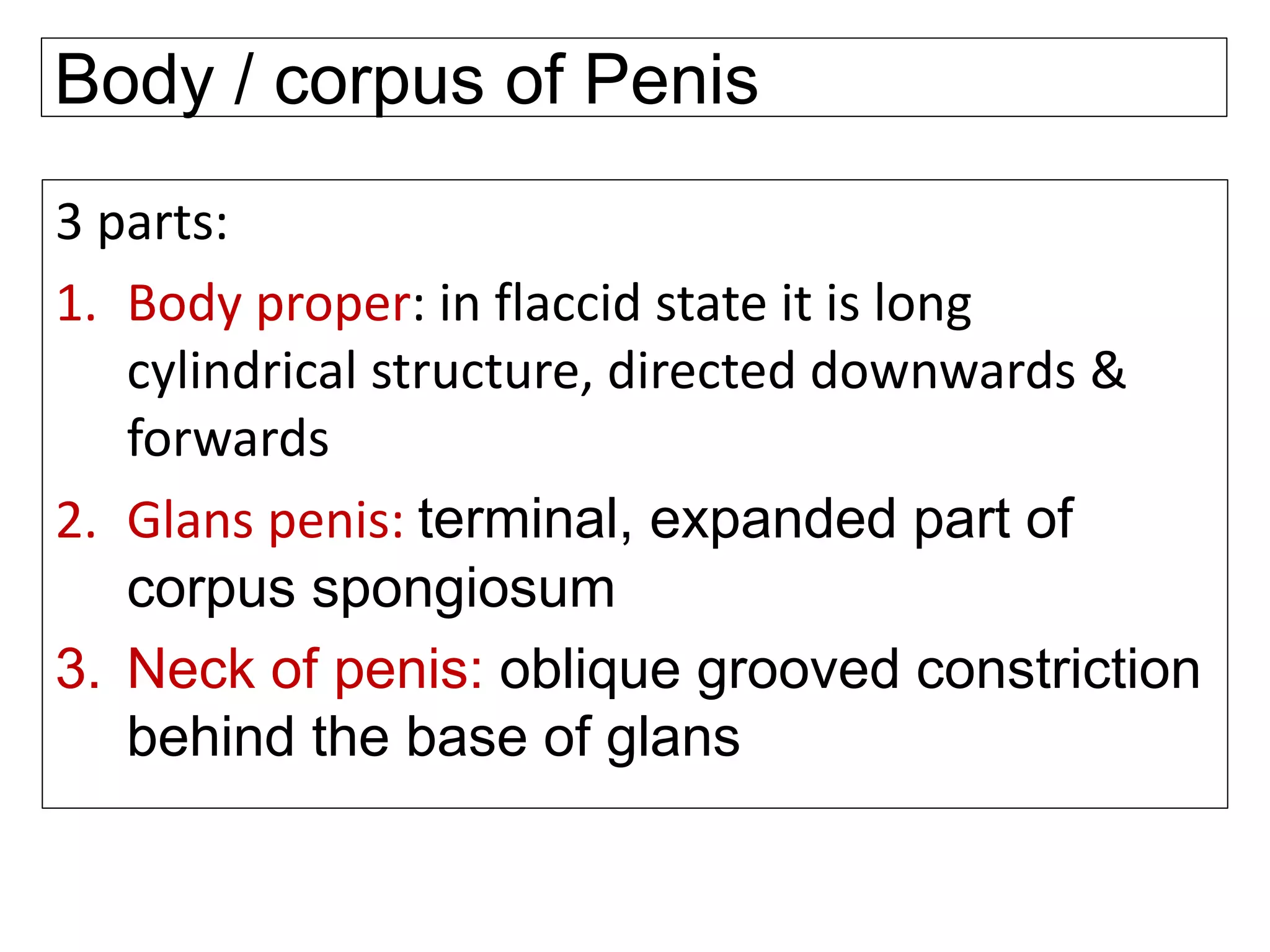 male external genital organs.pptx