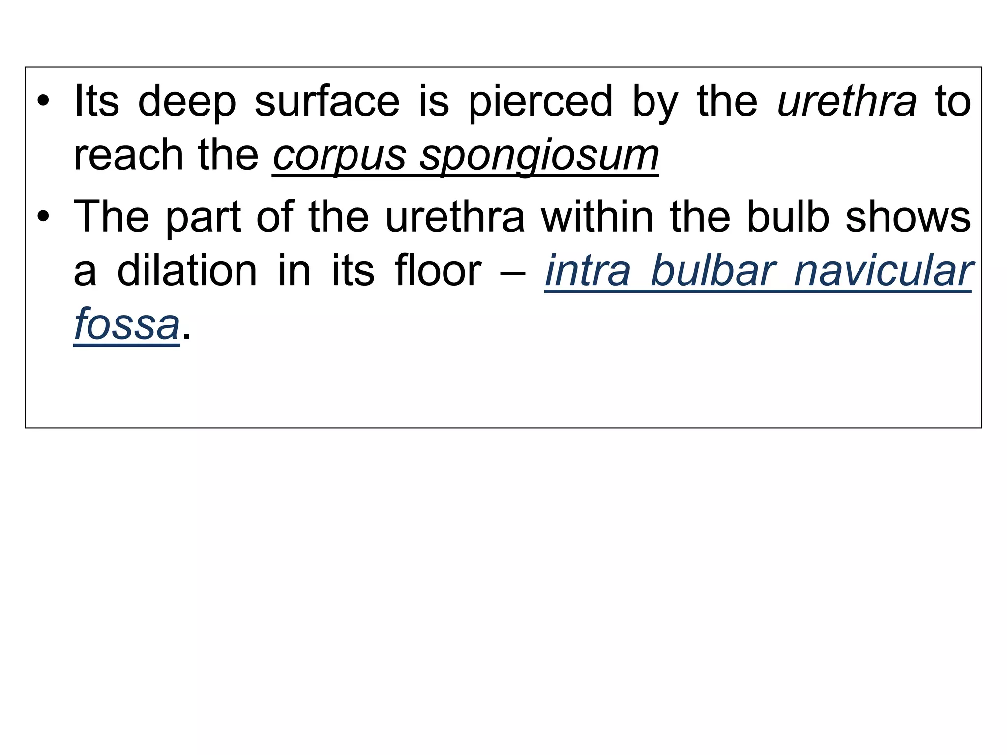 male external genital organs.pptx