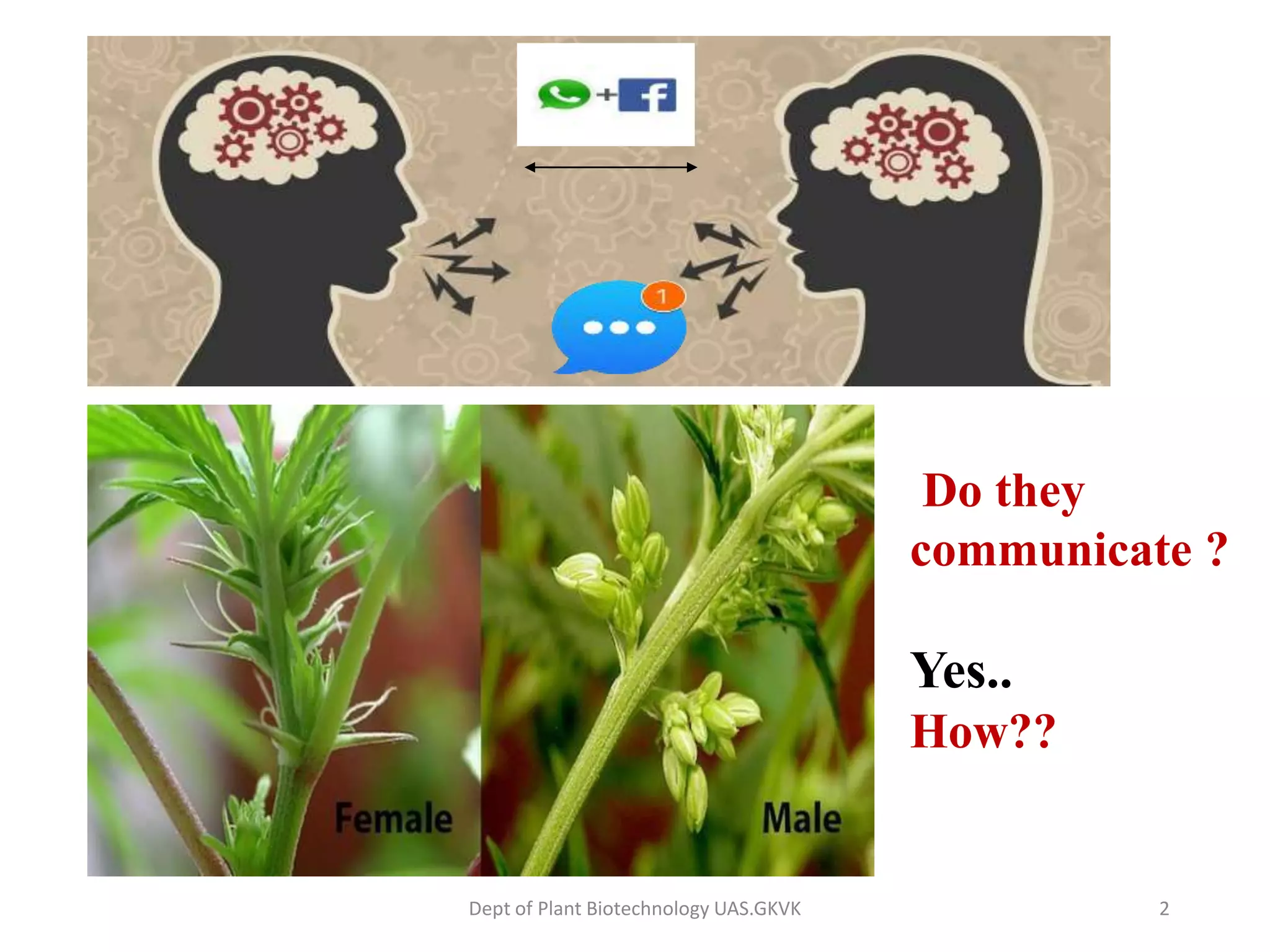 Male female plant communication by ralf mediated signaling final 11 | PPTX