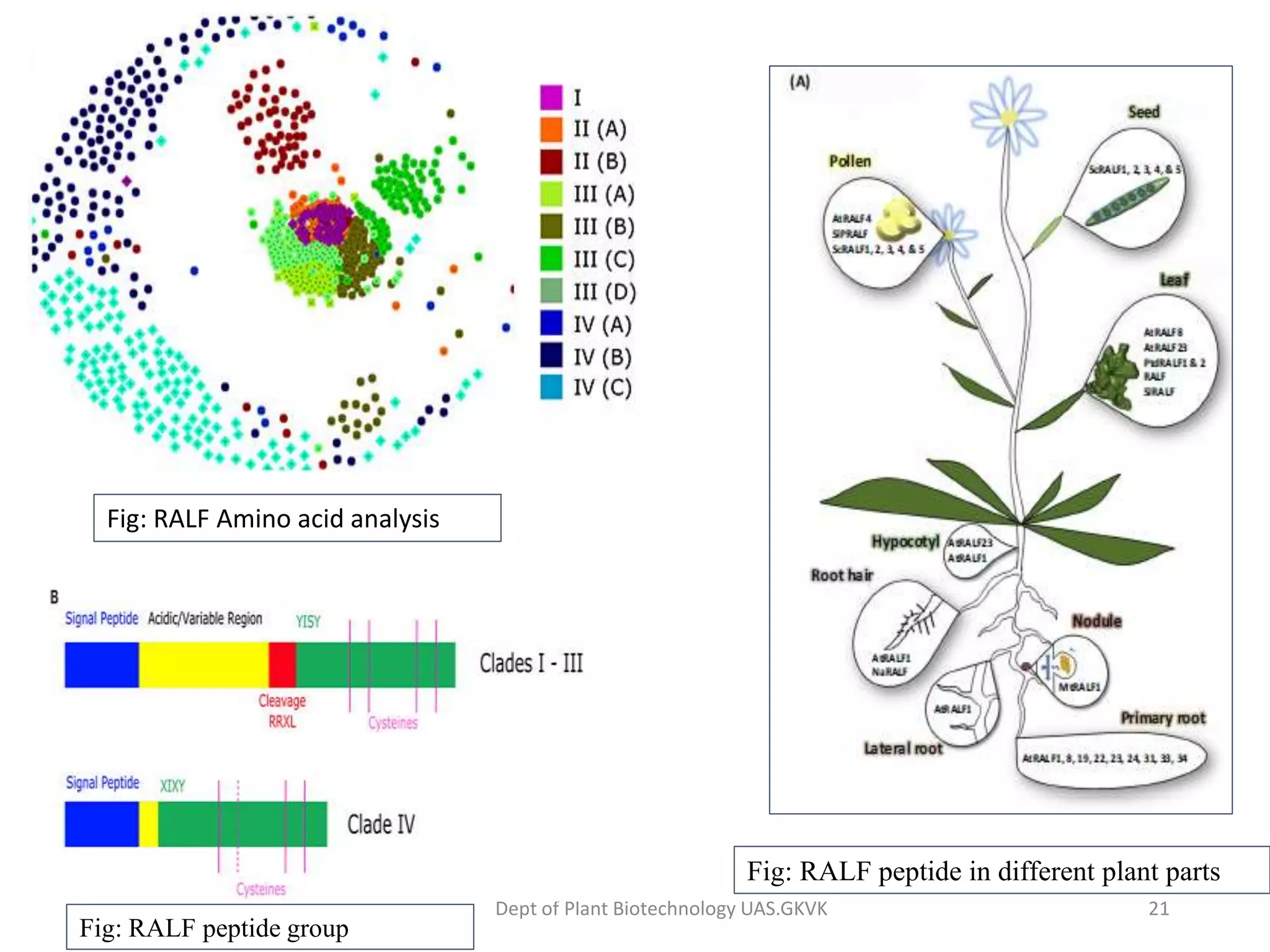 Male female plant communication by ralf mediated signaling final 11 | PPTX