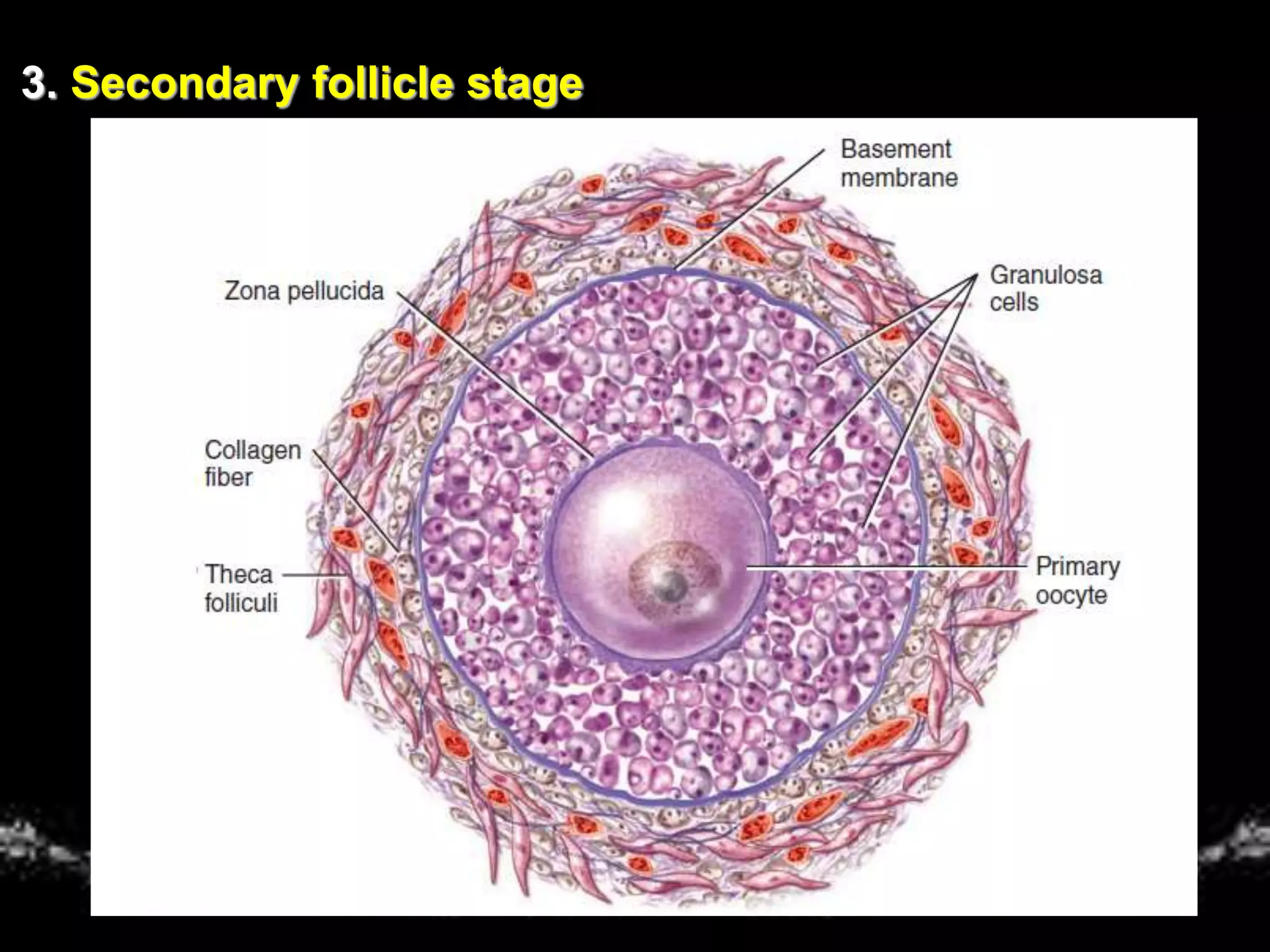MALE&FEMALE REPROD.SYSTEMS.ppt