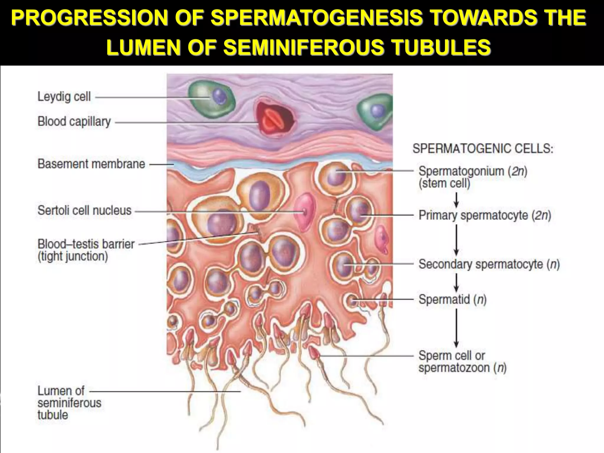 MALE&FEMALE REPROD.SYSTEMS.ppt