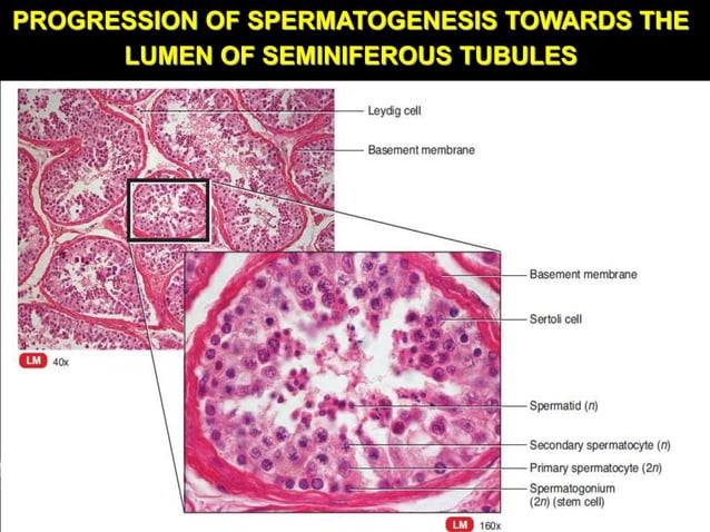 MALE&FEMALE REPROD.SYSTEMS.ppt