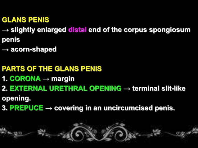 MALE&FEMALE REPROD.SYSTEMS.ppt
