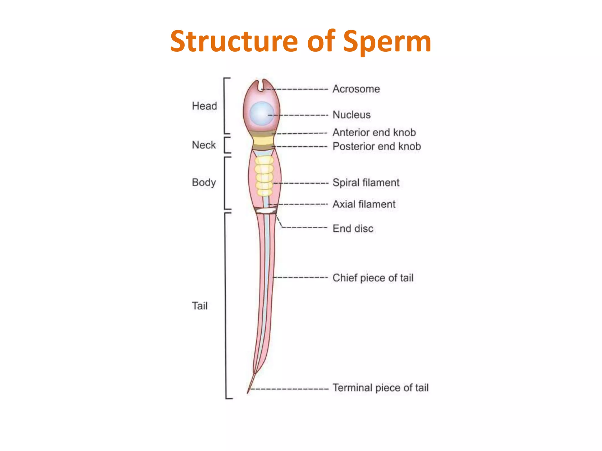 Male & female reproductive system | PPTX