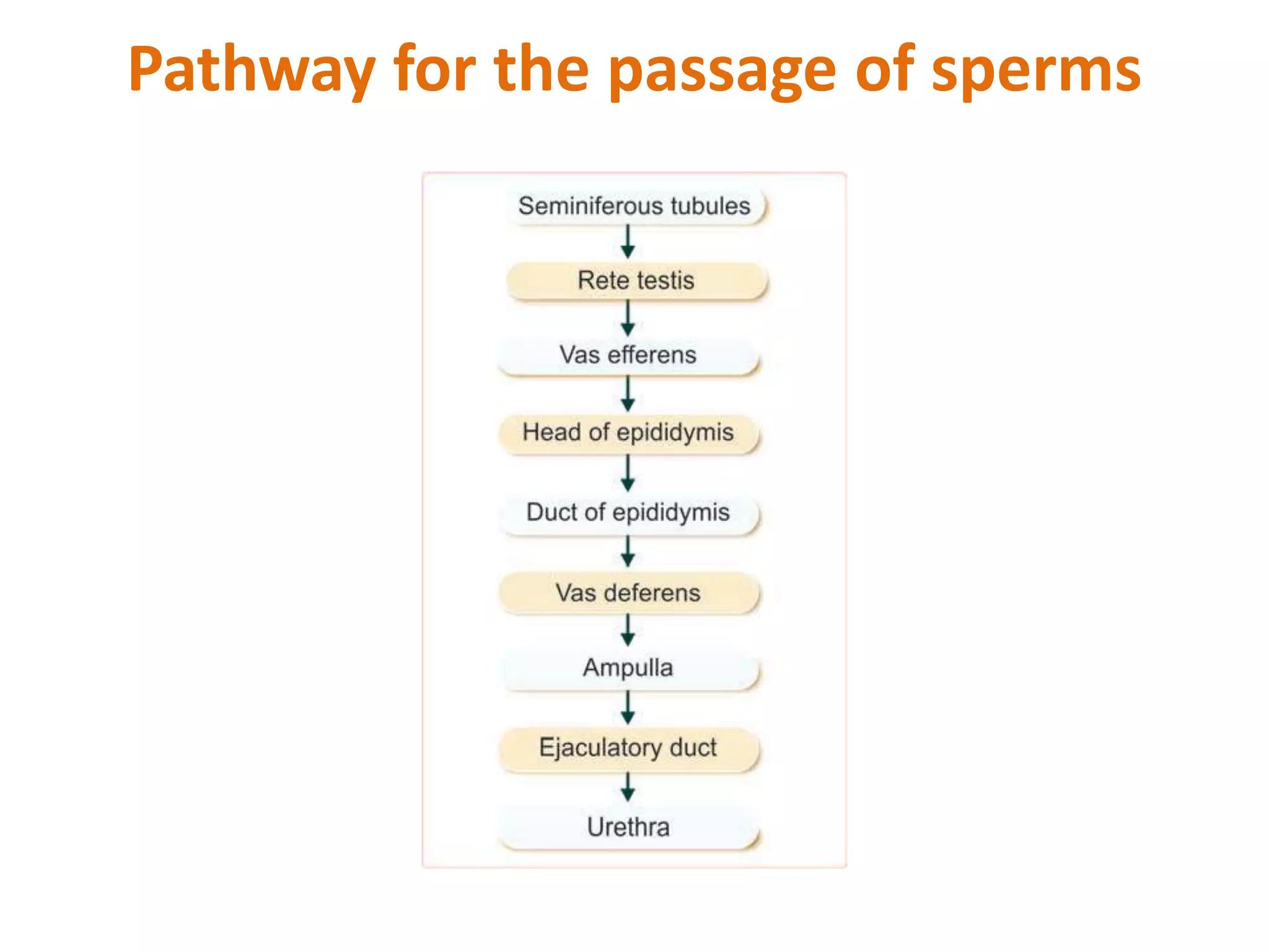 Male & female reproductive system | PPTX