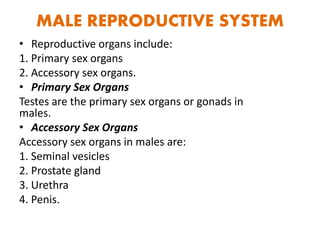 Male & female reproductive system | PPTX
