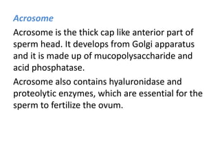 Male & female reproductive system | PPTX