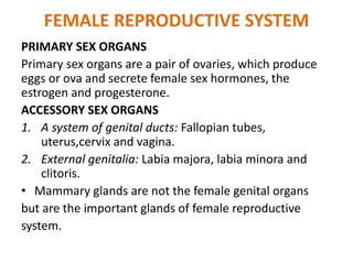 Male & female reproductive system | PPTX
