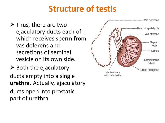 Male & female reproductive system | PPTX