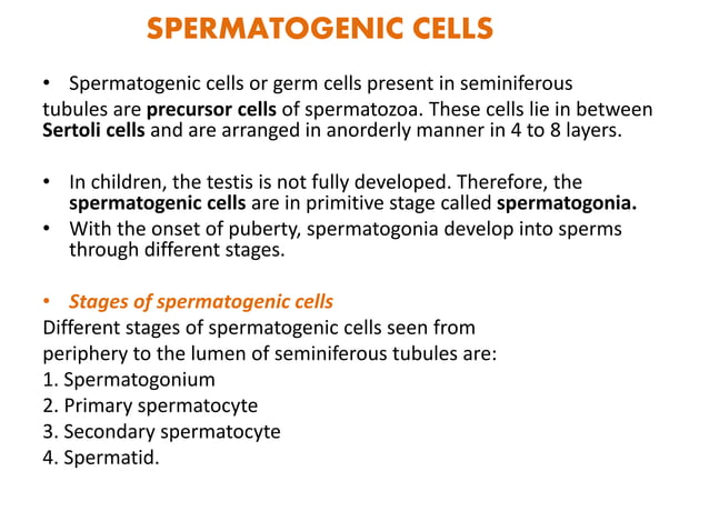 Male & female reproductive system | PPTX