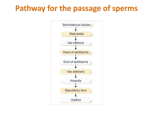 Male & female reproductive system | PPTX