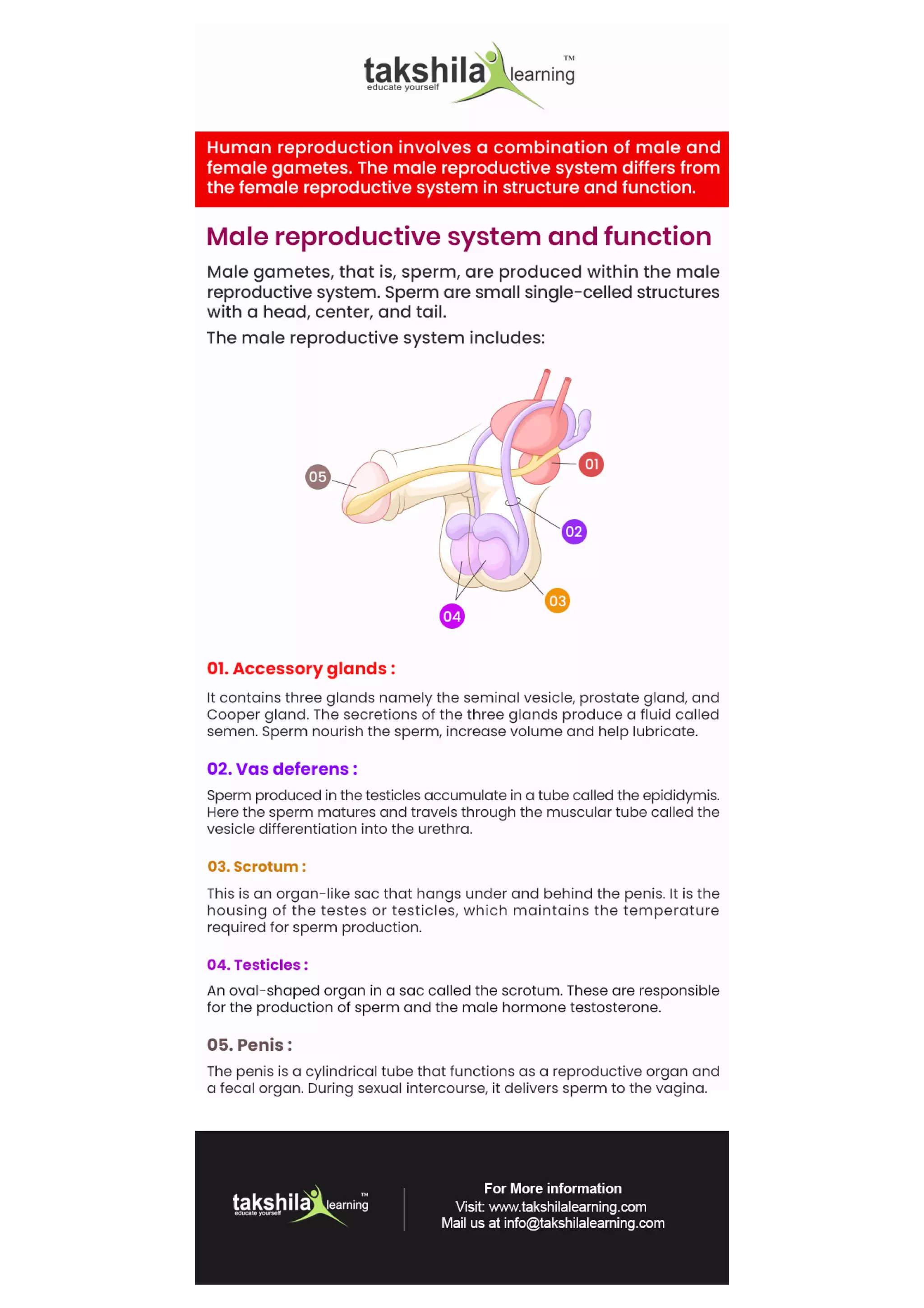 Male female reproductive system - infographic | PDF