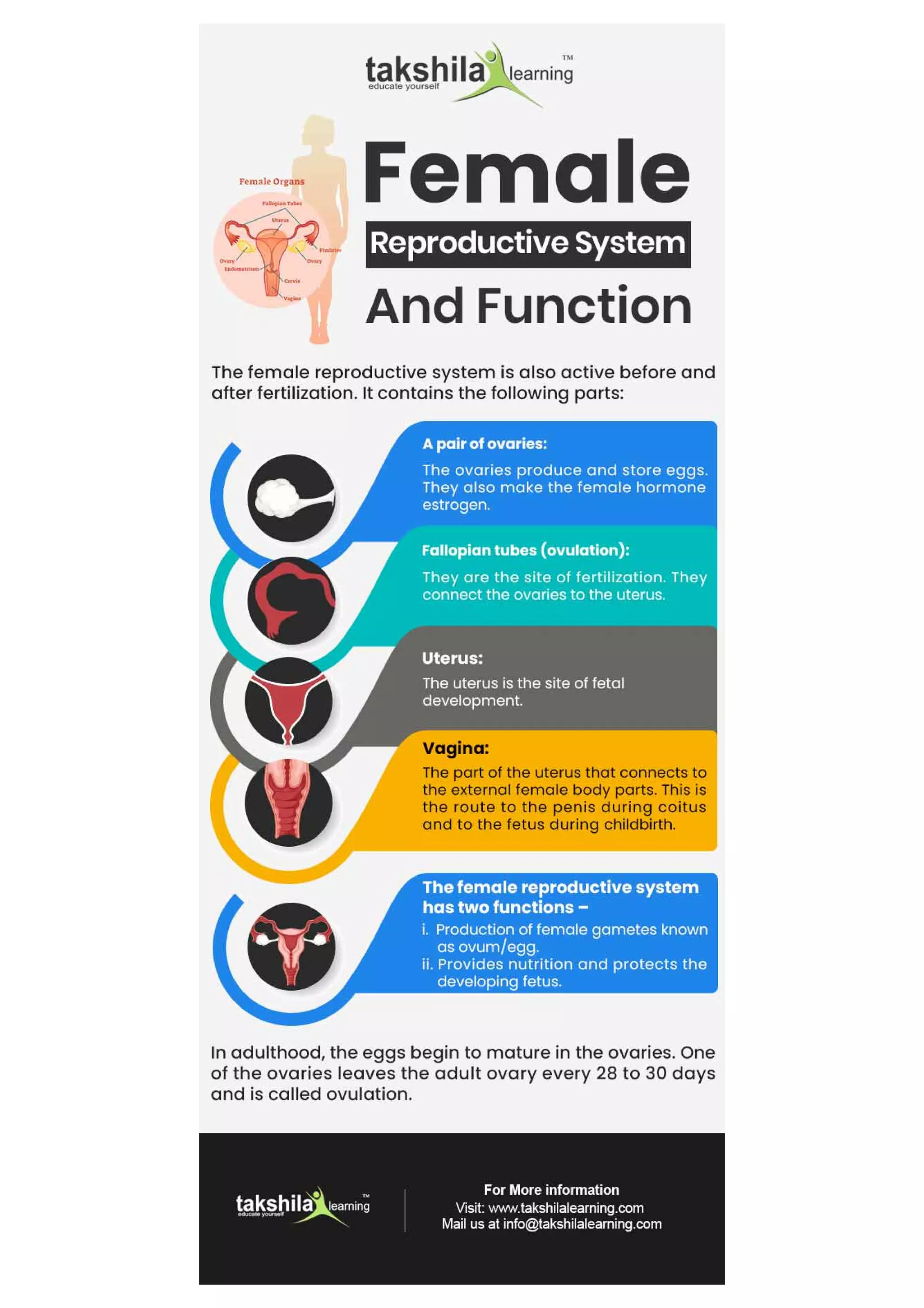 Male female reproductive system - infographic | PDF