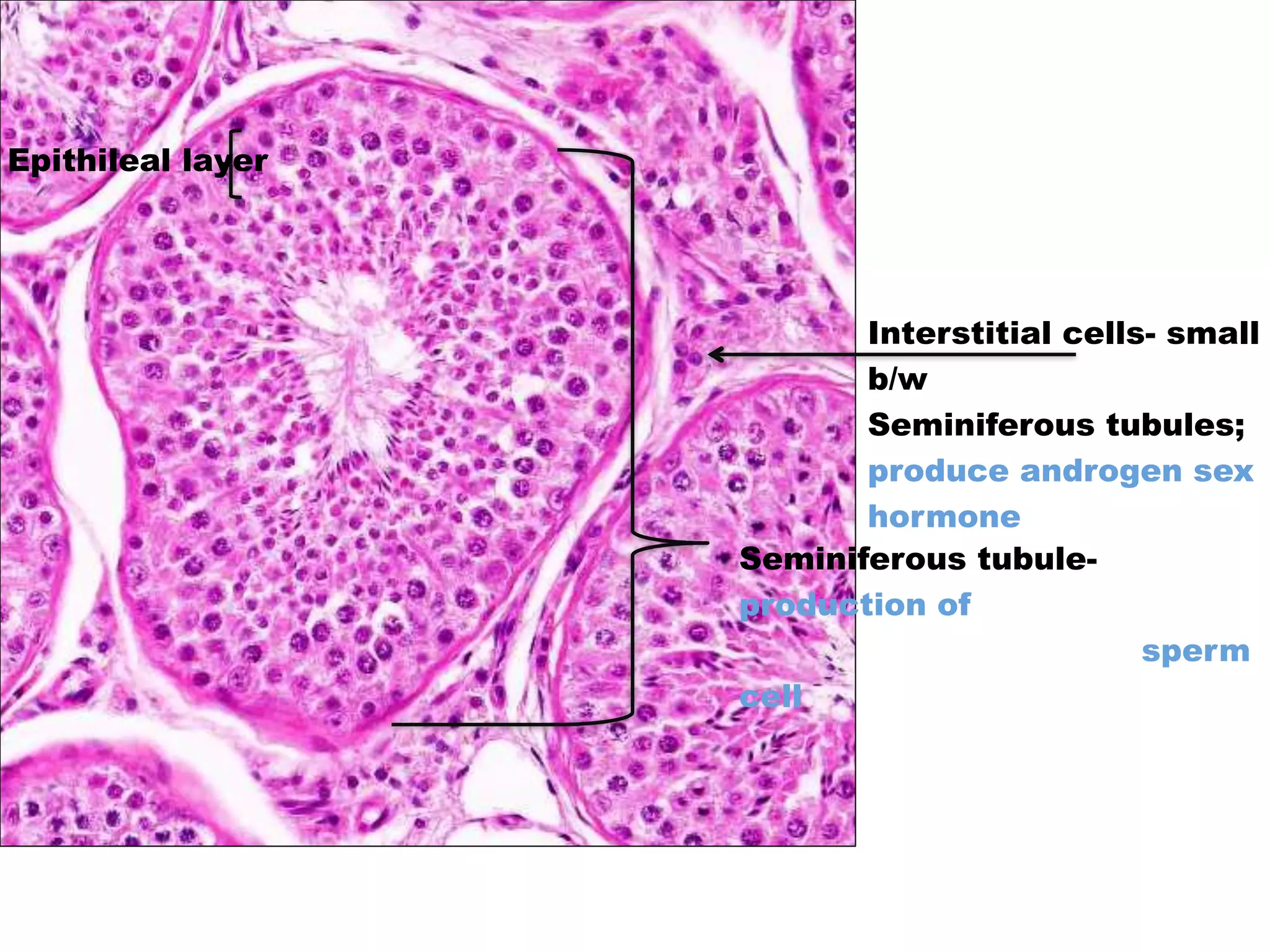 Male & female reproductve system | KEY