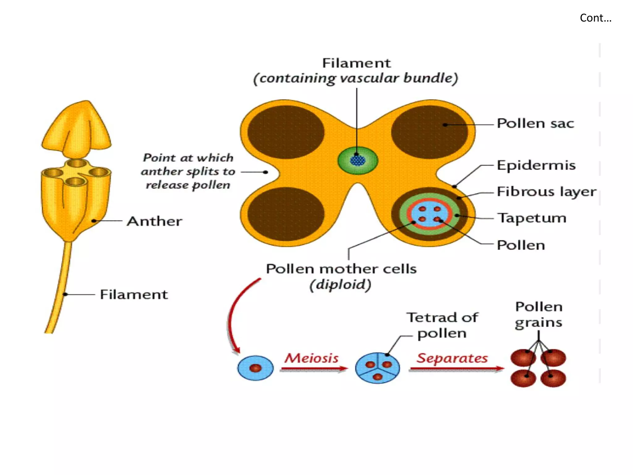 Male gametophyt morphology | PDF
