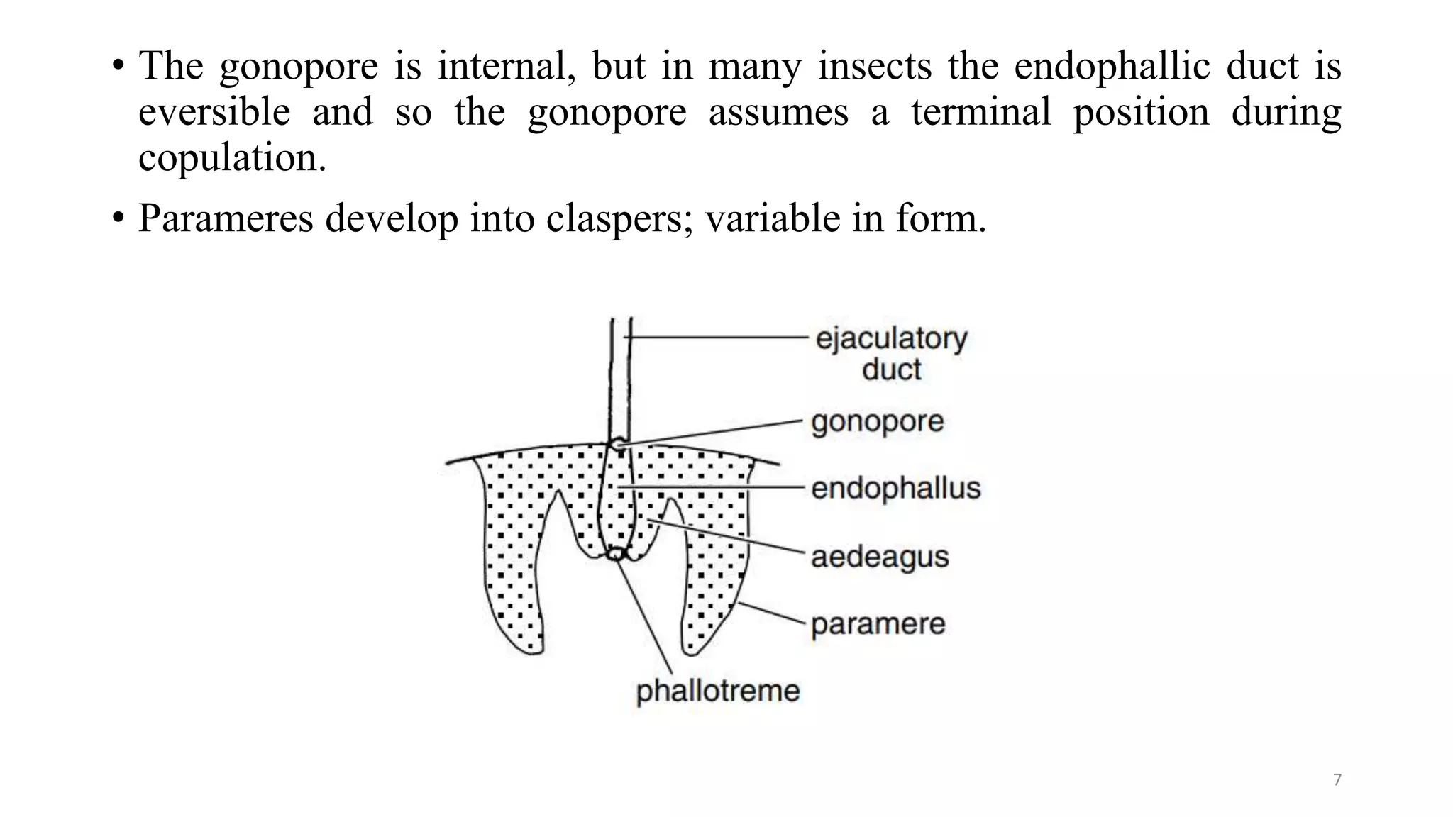 male genetalia of insect orders | PPT