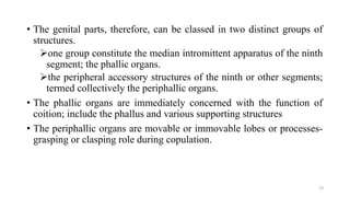 male genetalia of insect orders | PPTX