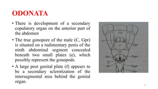 male genetalia of insect orders | PPT