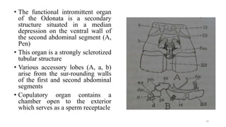 male genetalia of insect orders | PPT