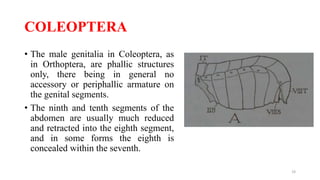 male genetalia of insect orders | PPT