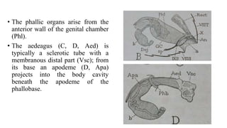 male genetalia of insect orders | PPT