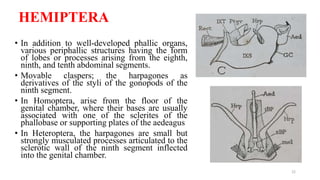 male genetalia of insect orders | PPTX
