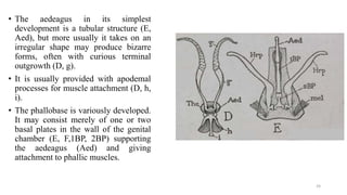 male genetalia of insect orders | PPT