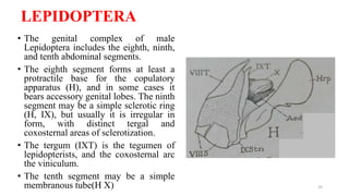 male genetalia of insect orders | PPT