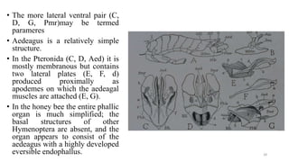 male genetalia of insect orders | PPTX