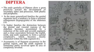 male genetalia of insect orders | PPT