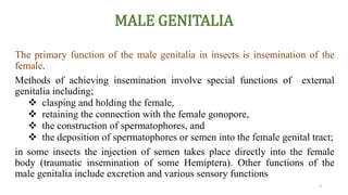 male genetalia of insect orders | PPT