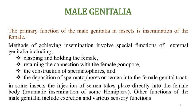 male genetalia of insect orders | PPT