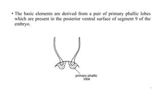 male genetalia of insect orders | PPT