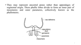 male genetalia of insect orders | PPTX
