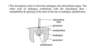 male genetalia of insect orders | PPT