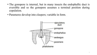 male genetalia of insect orders | PPT