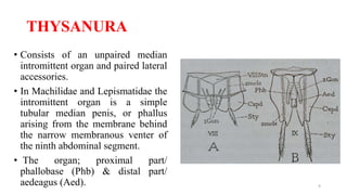 male genetalia of insect orders | PPTX